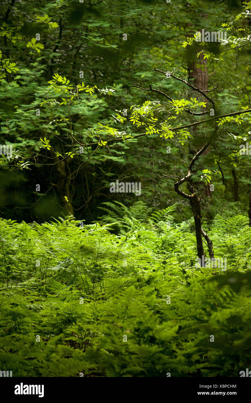 Gosforth Park Nature Reserve Stock Photo - Alamy