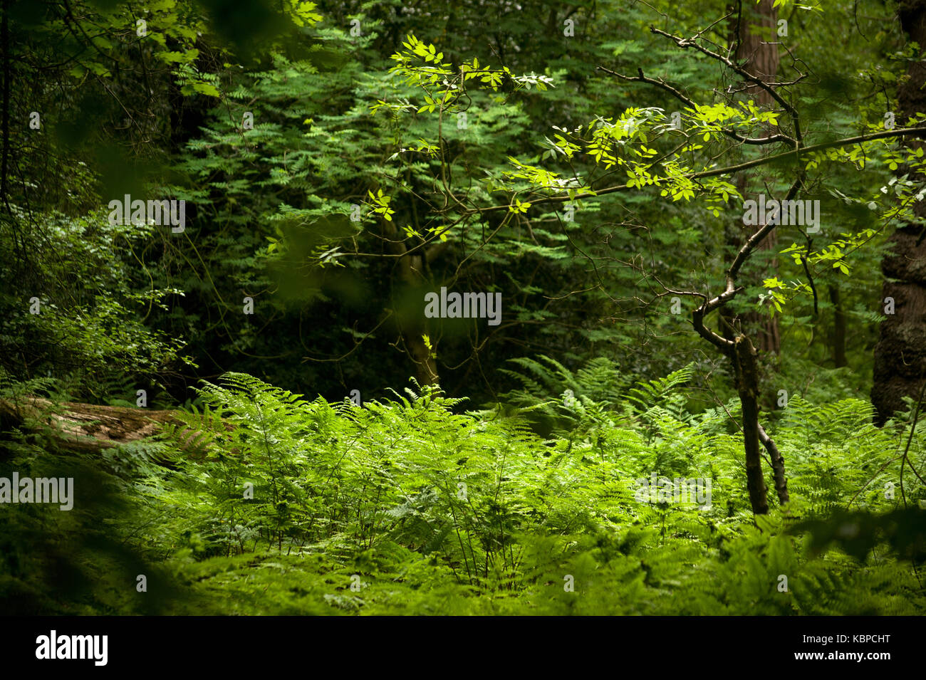 Gosforth Park Nature Reserve Stock Photo - Alamy