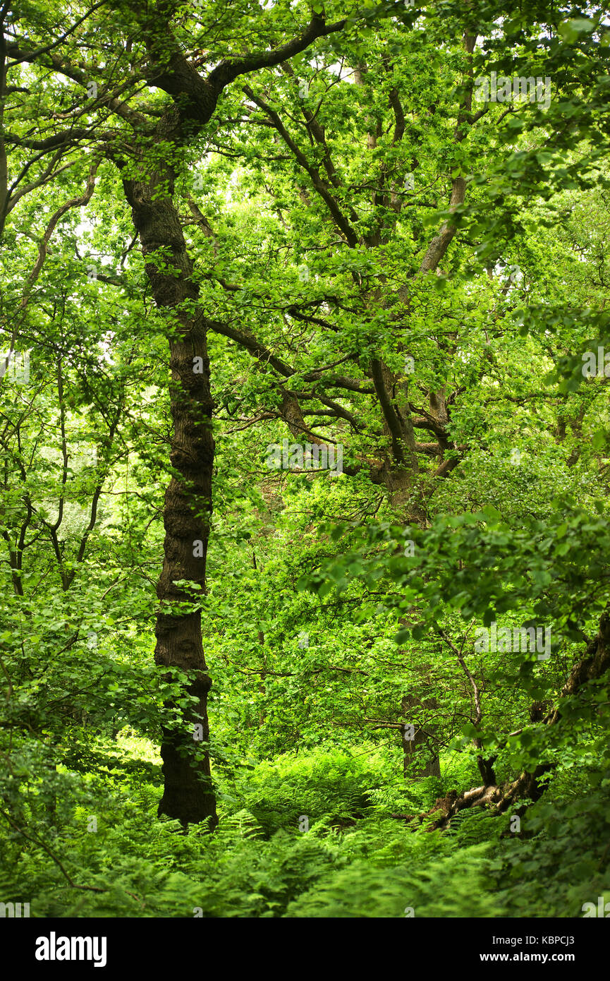 Gosforth Park Nature Reserve Stock Photo - Alamy