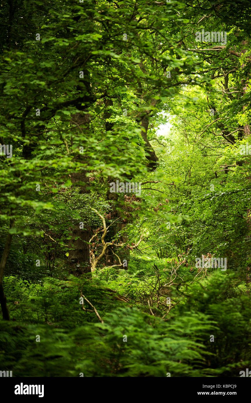 Gosforth Park Nature Reserve Stock Photo - Alamy