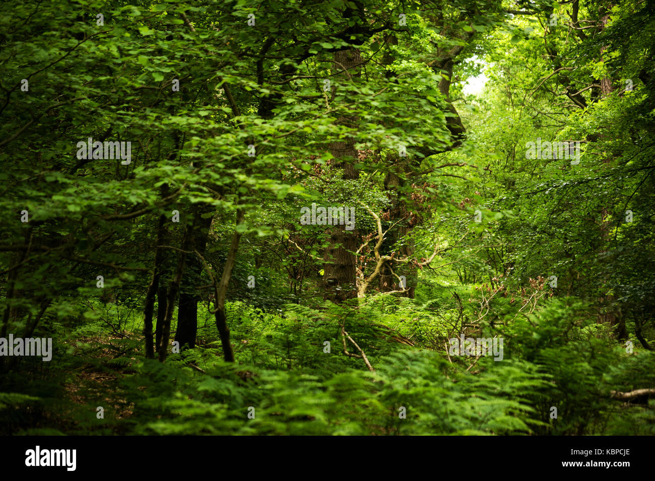 Gosforth Park Nature Reserve Stock Photo - Alamy