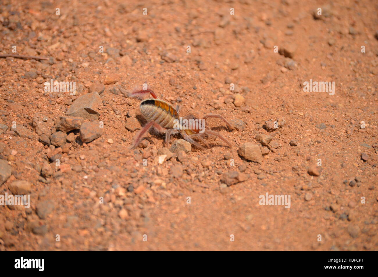 Fast moving animal hi-res stock photography and images - Alamy