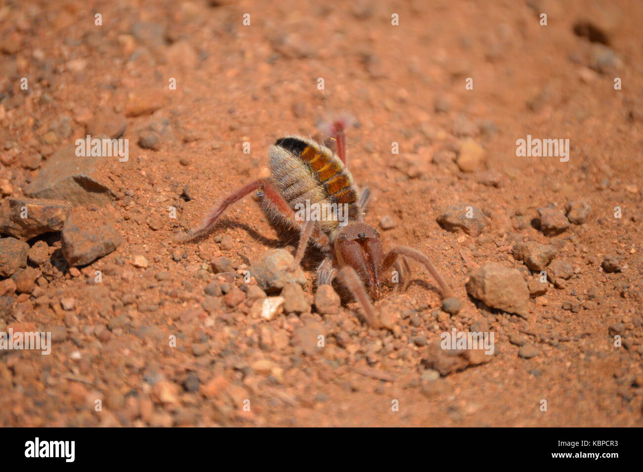 Solifuge red roman spider hi-res stock photography and images - Alamy