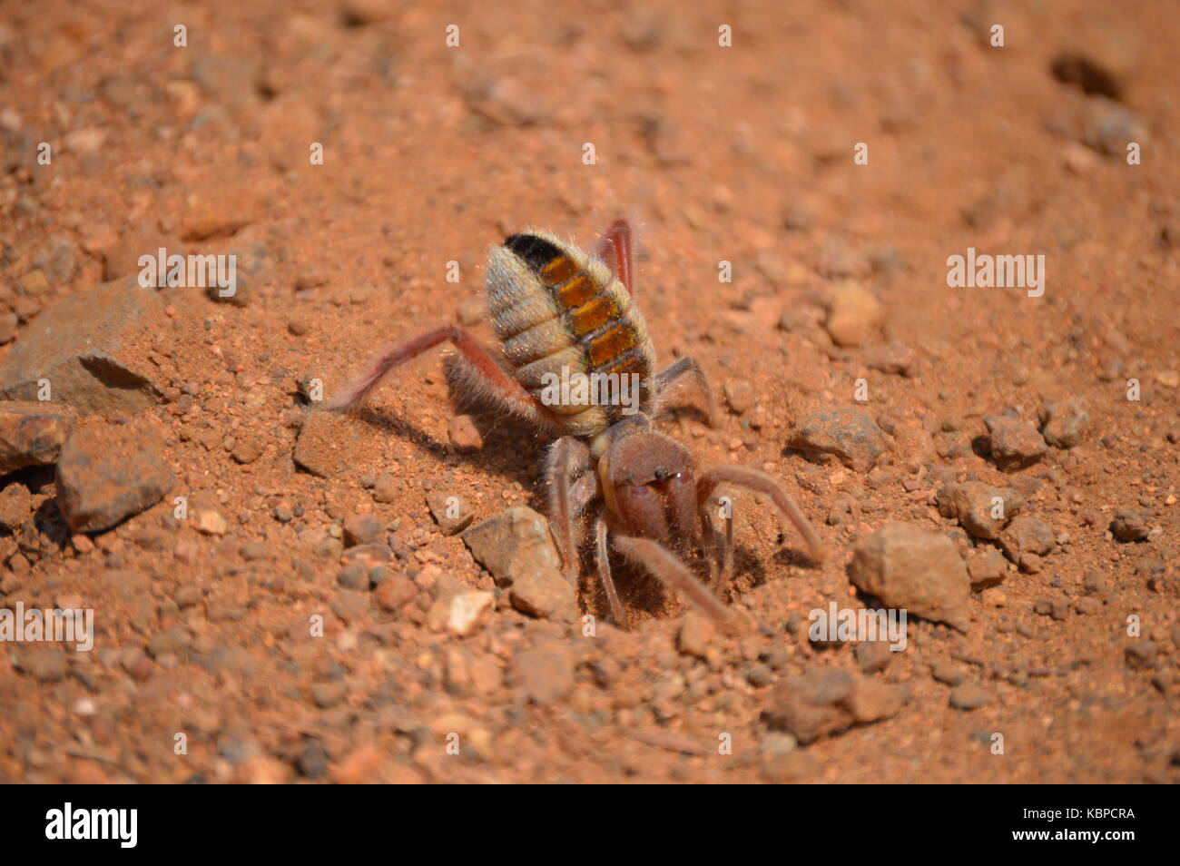 Female digging the nest hi-res stock photography and images - Alamy