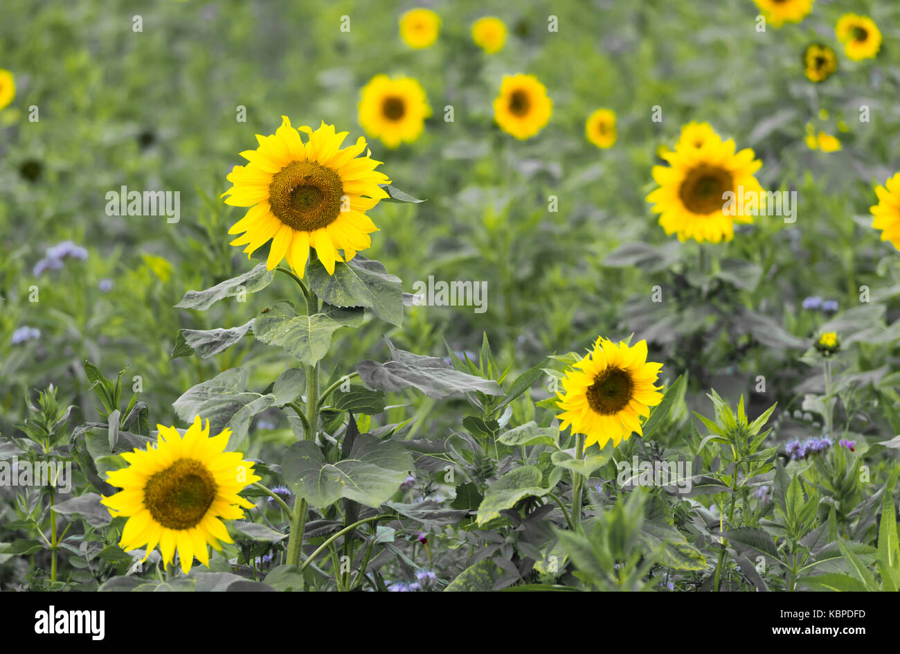 Many Sunflowers High Resolution Stock Photography and Images - Alamy