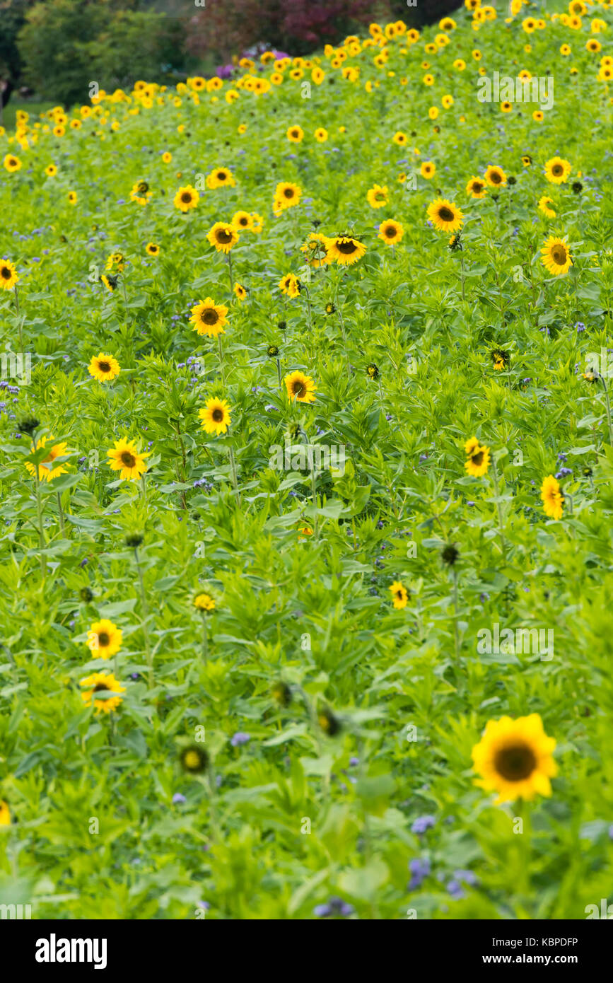 Large field with many sunflowers Stock Photo - Alamy