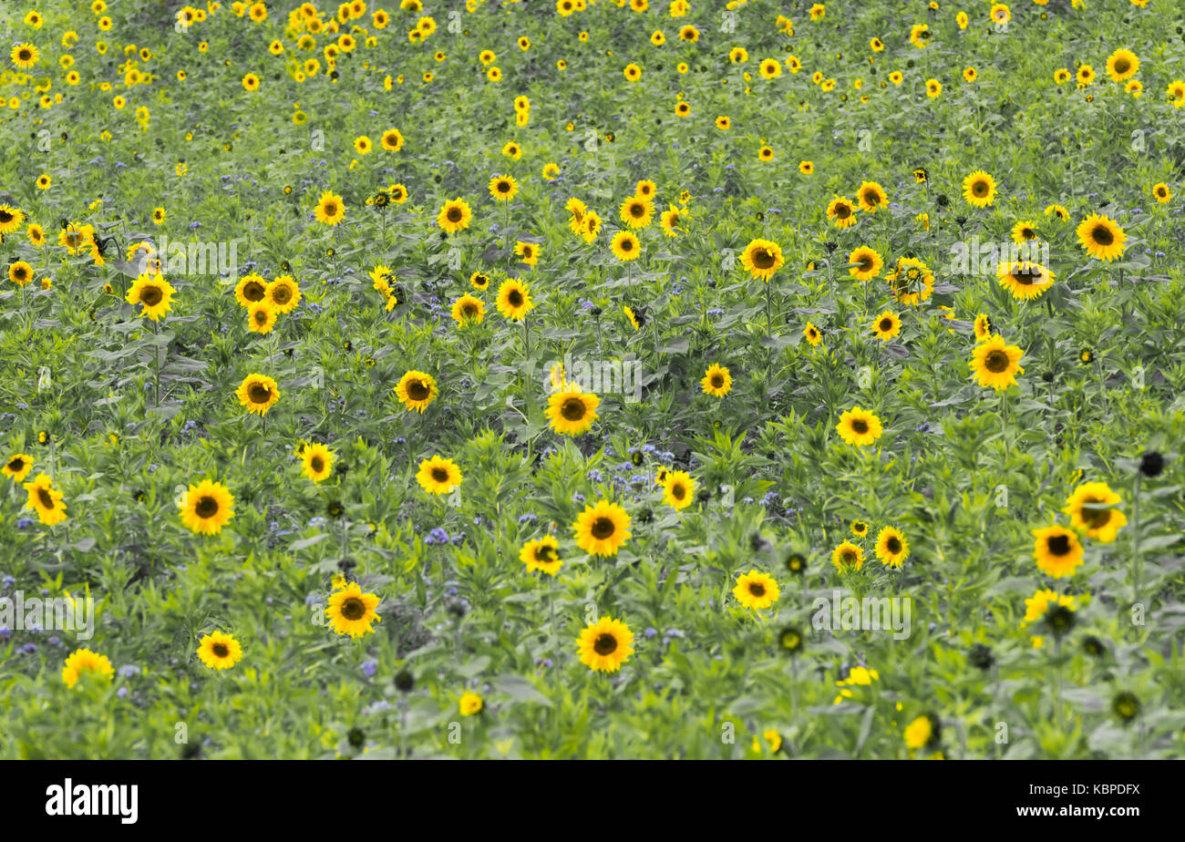 Large field with many sunflowers Stock Photo - Alamy