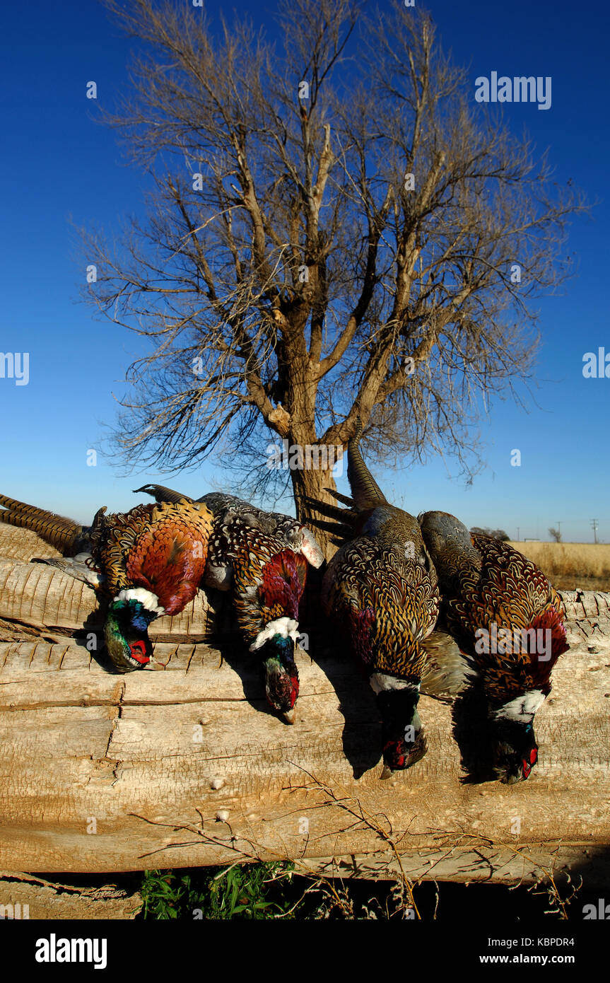 Ringneck pheasant still life shot while pheasant hunting in the Texas ...