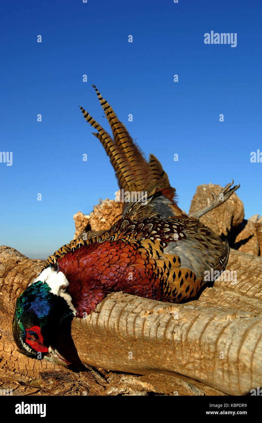 Ringneck pheasant still life shot while pheasant hunting in the Texas ...