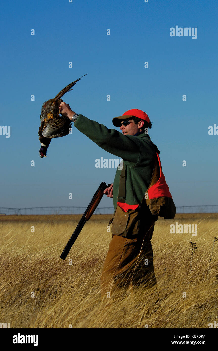 A pheasant hunter holding a ringneck rooster while hunting in the Texas ...