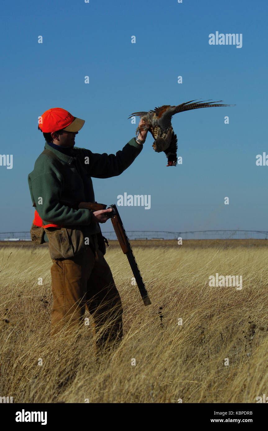 A pheasant hunter holding a ringneck rooster while hunting in the Texas ...