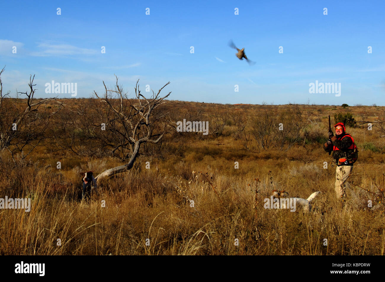 Quail hunters shoot at flushing bobwhite quail on a ranch in West Texas ...