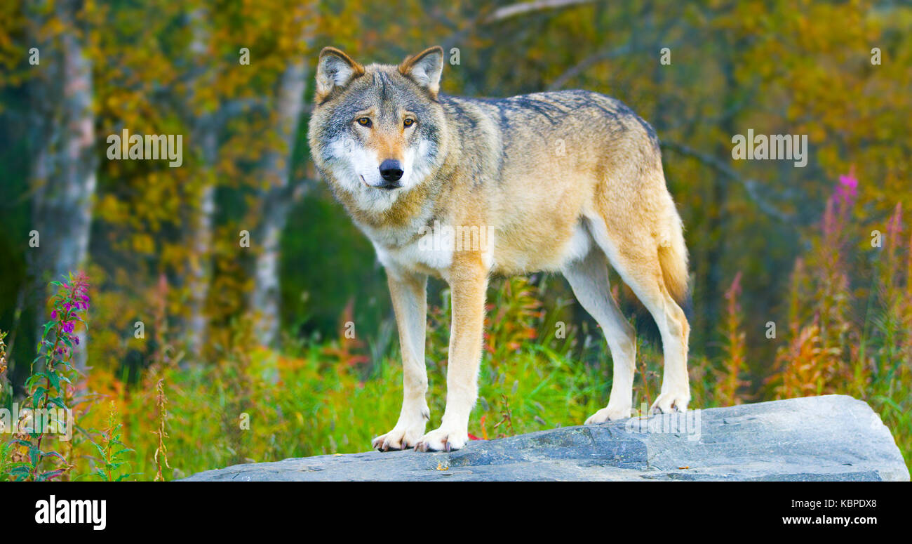 Large male grey wolf standing on a rock in the forest Stock Photo - Alamy