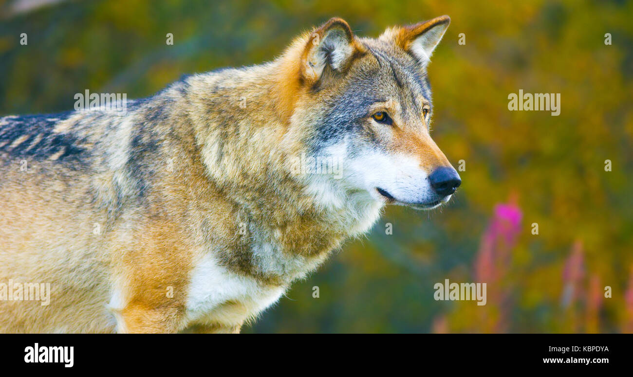 Large male grey wolf in the autumn colored forest Stock Photo - Alamy