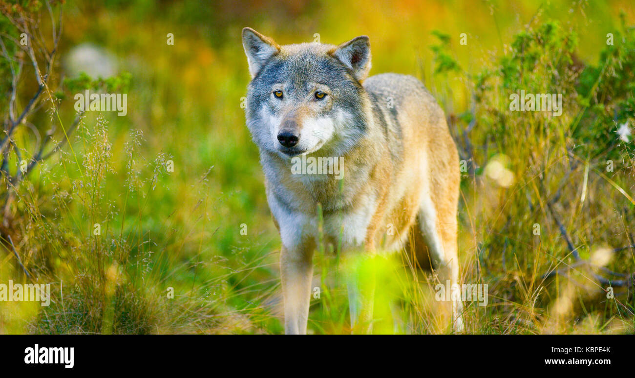 Large adult male grey wolf hi-res stock photography and images - Alamy