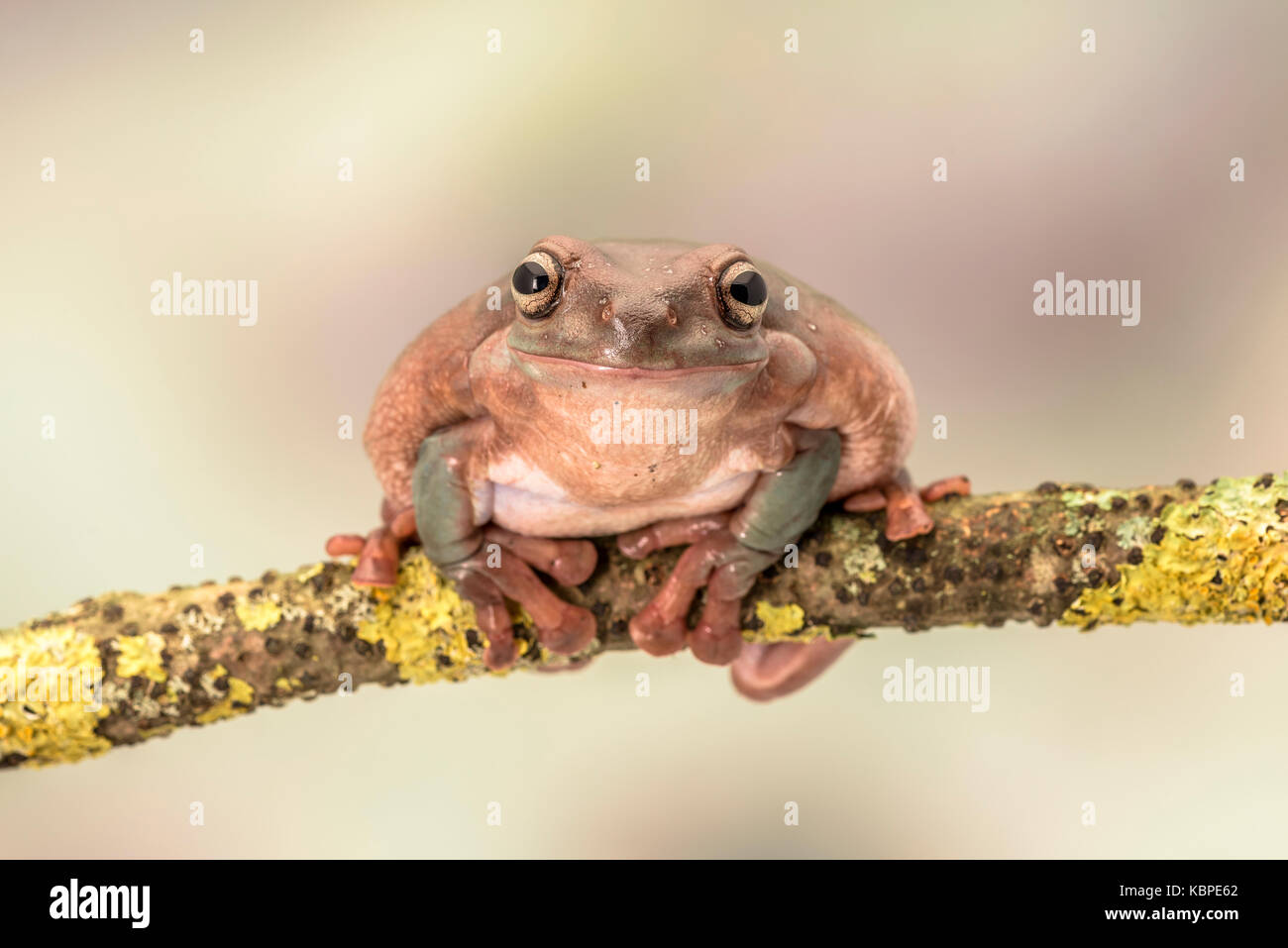 Dumpy frog hi-res stock photography and images - Alamy