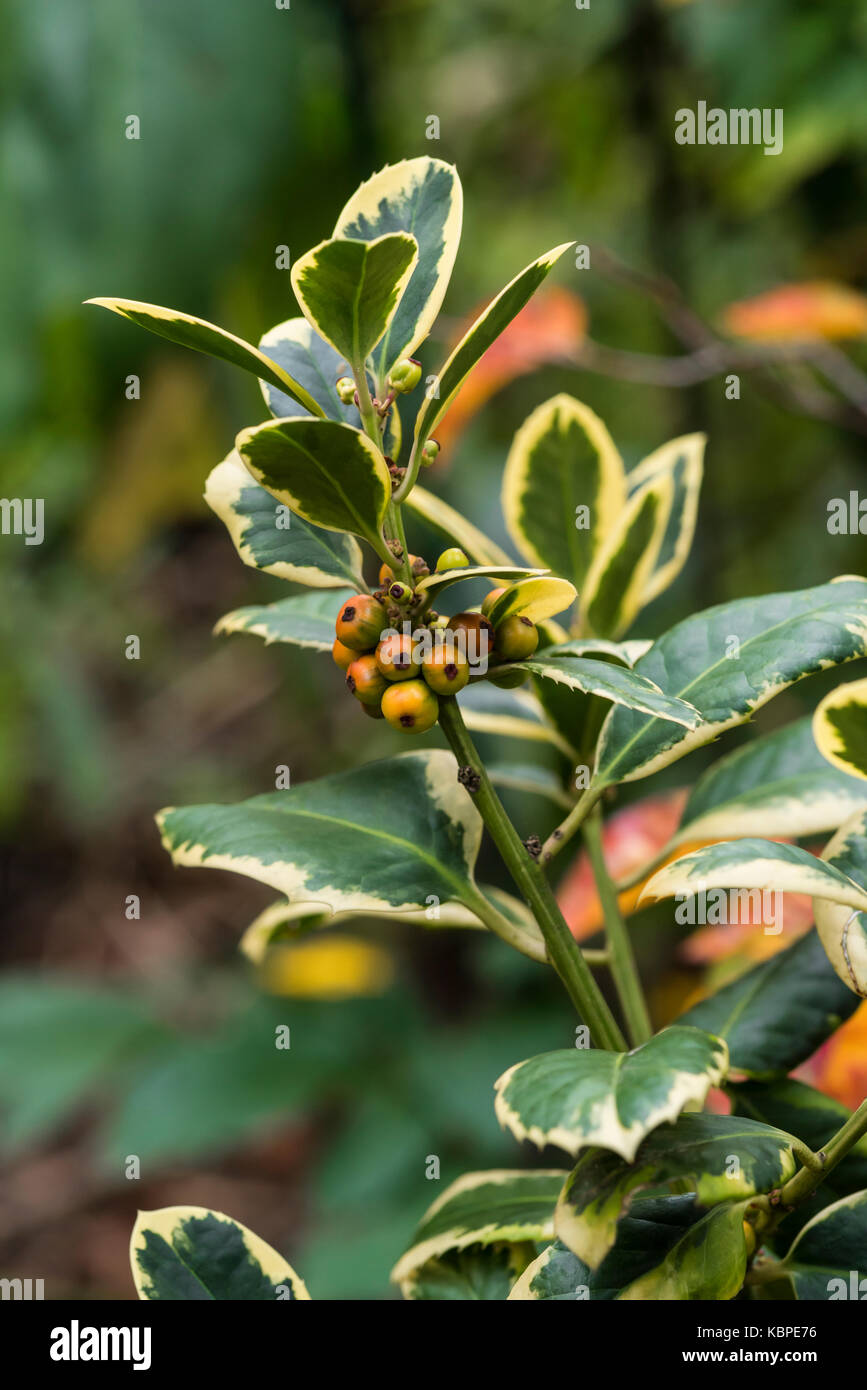 Golden variegated foliage hi-res stock photography and images - Alamy