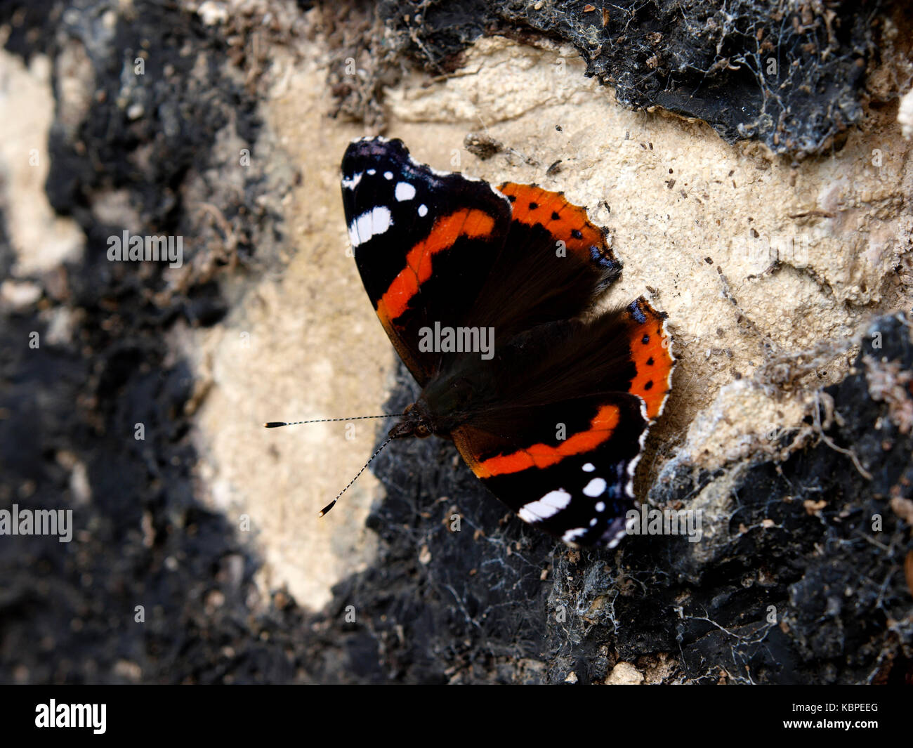 Red Admiral Butterfly, Vanessa atalanta, UK Stock Photo - Alamy