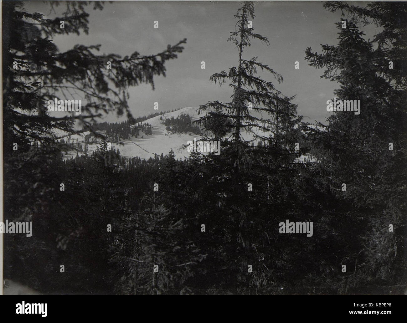 German military photograph showing enemy positions near Cimbroslawa ...