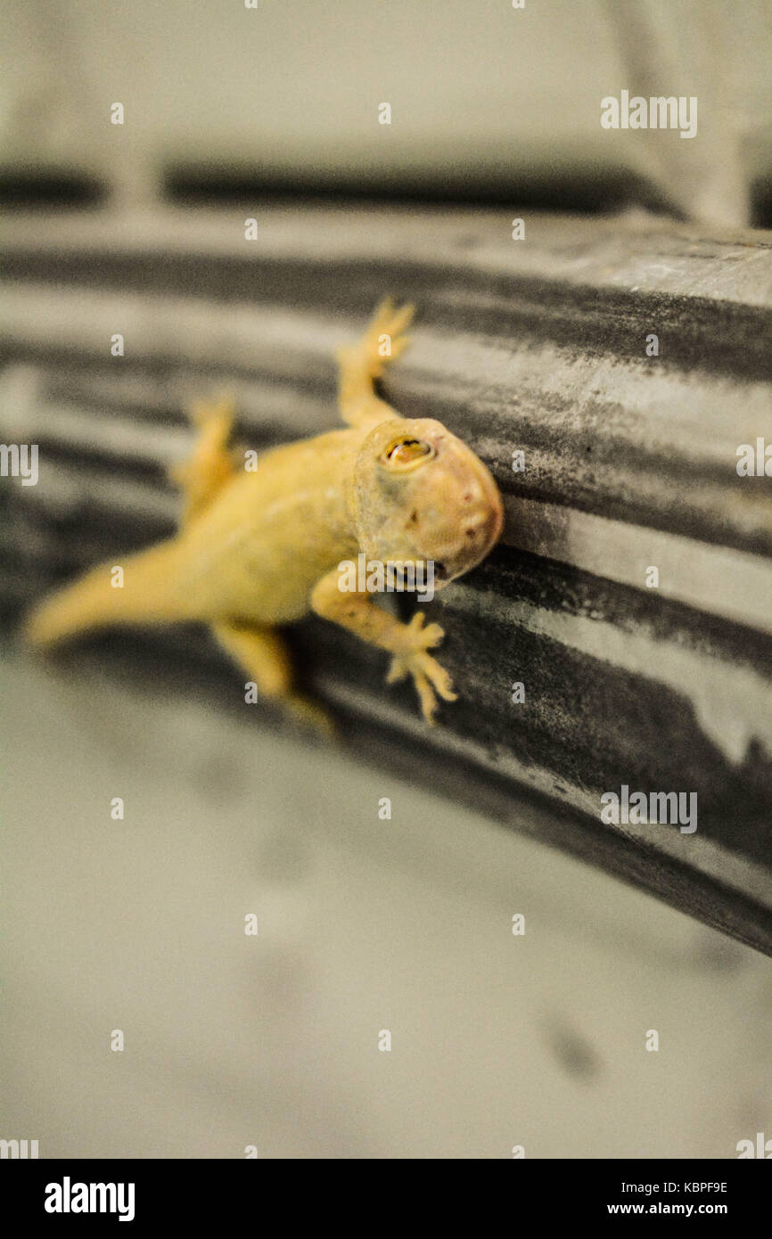 Friend gecko hi-res stock photography and images - Alamy