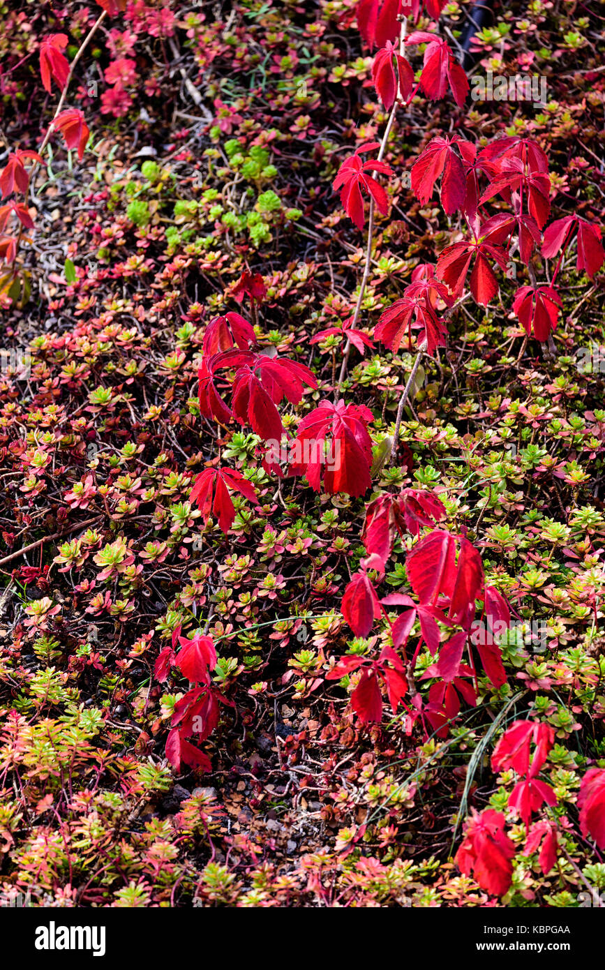 Color outdoor autumn image of red virginia creeper Stock Photo - Alamy