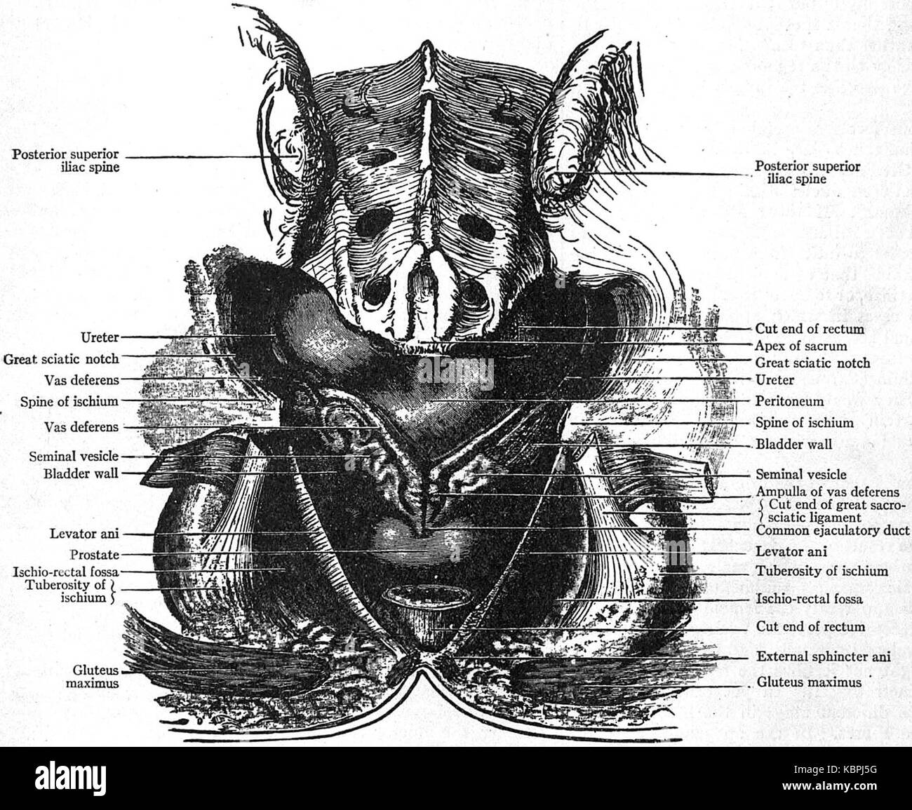 Male reproductive system anatomy hi-res stock photography and images ...
