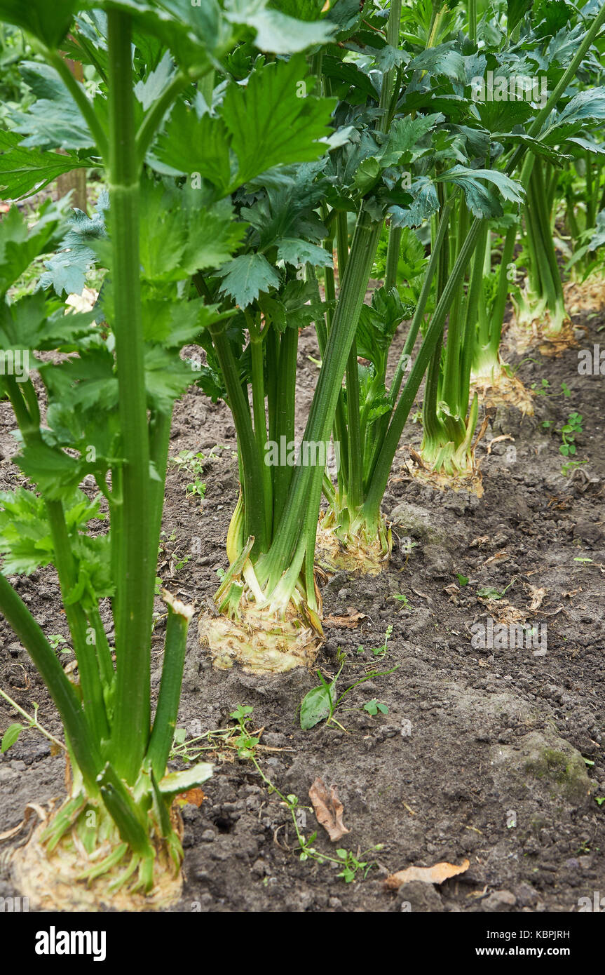 Celery row hi-res stock photography and images - Alamy