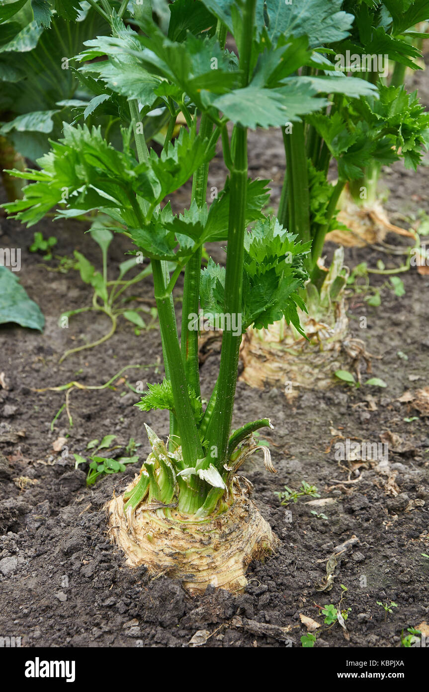 Row of ripe root celery is growing Stock Photo - Alamy
