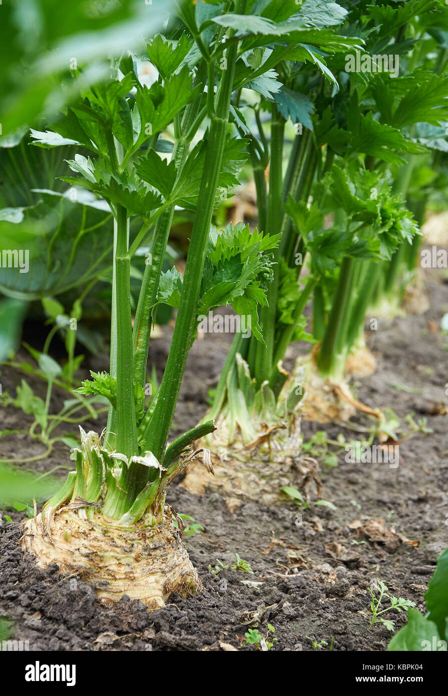 Row of ripe root celery is growing Stock Photo - Alamy