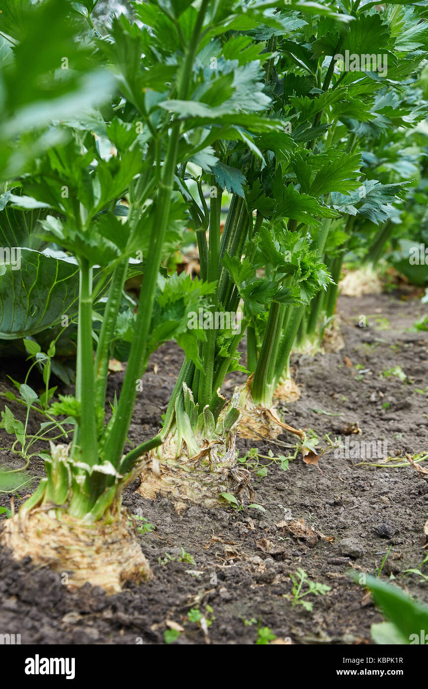 Row of ripe root celery is growing Stock Photo - Alamy