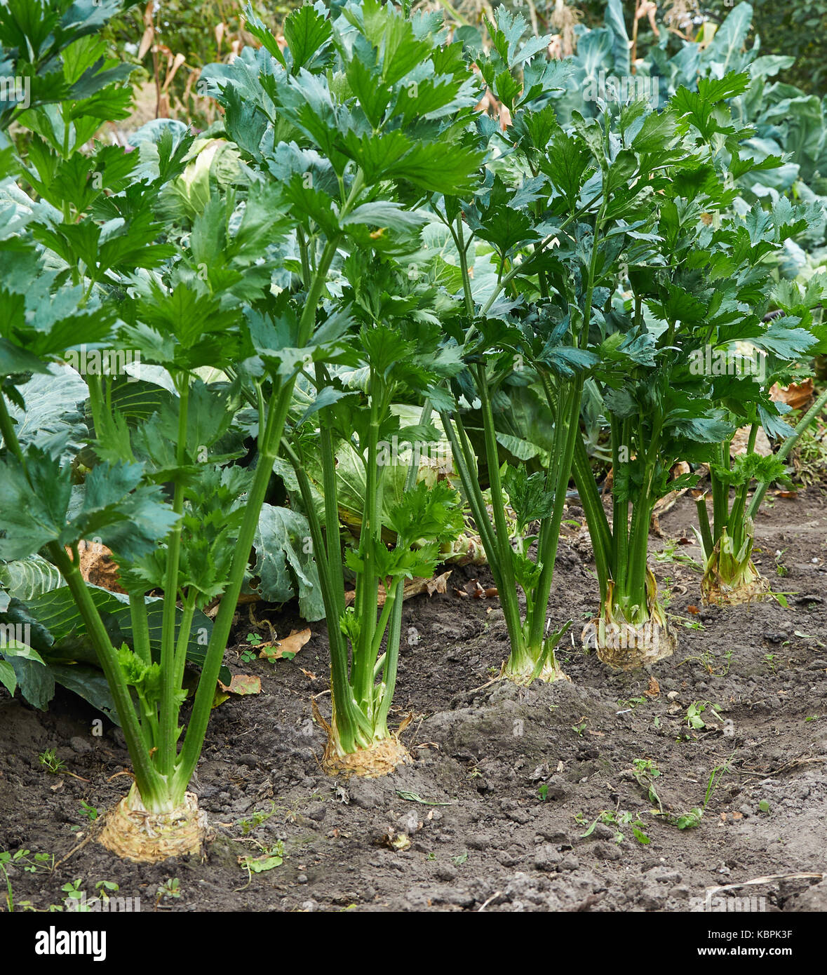 Row of ripe root celery is growing Stock Photo - Alamy