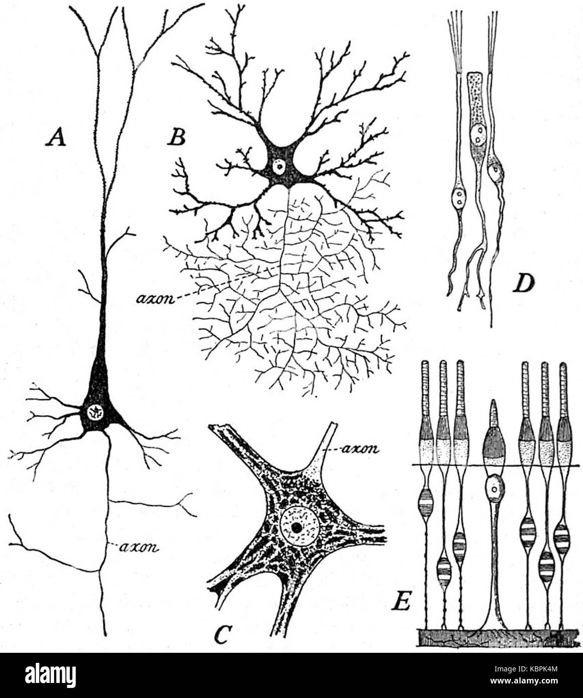 EB1911 Cytology nervous and sensory cells Stock Photo - Alamy