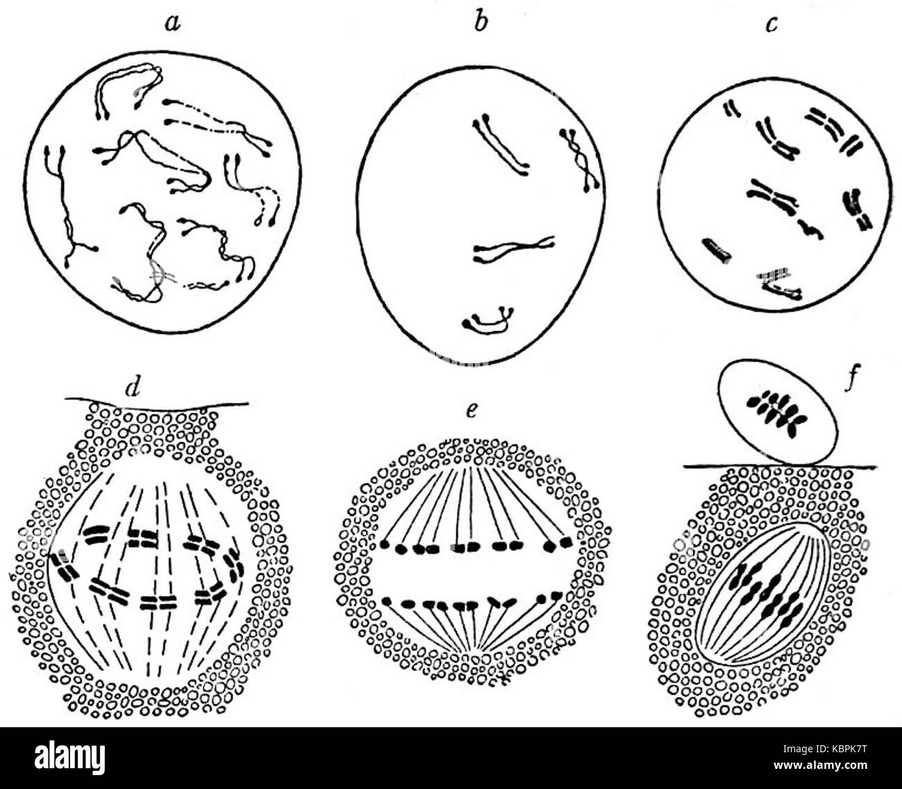 Growth maturation Black and White Stock Photos & Images - Alamy