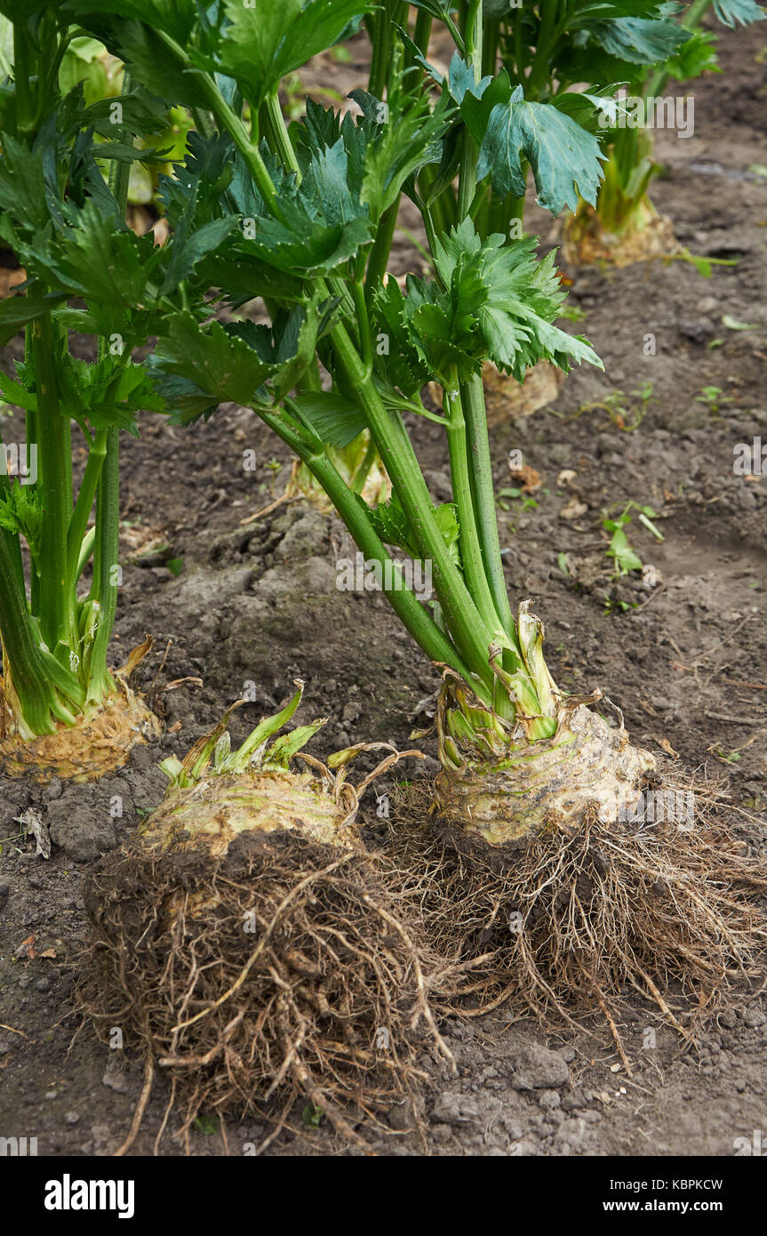 Roots growing out of the ground hi-res stock photography and images - Alamy