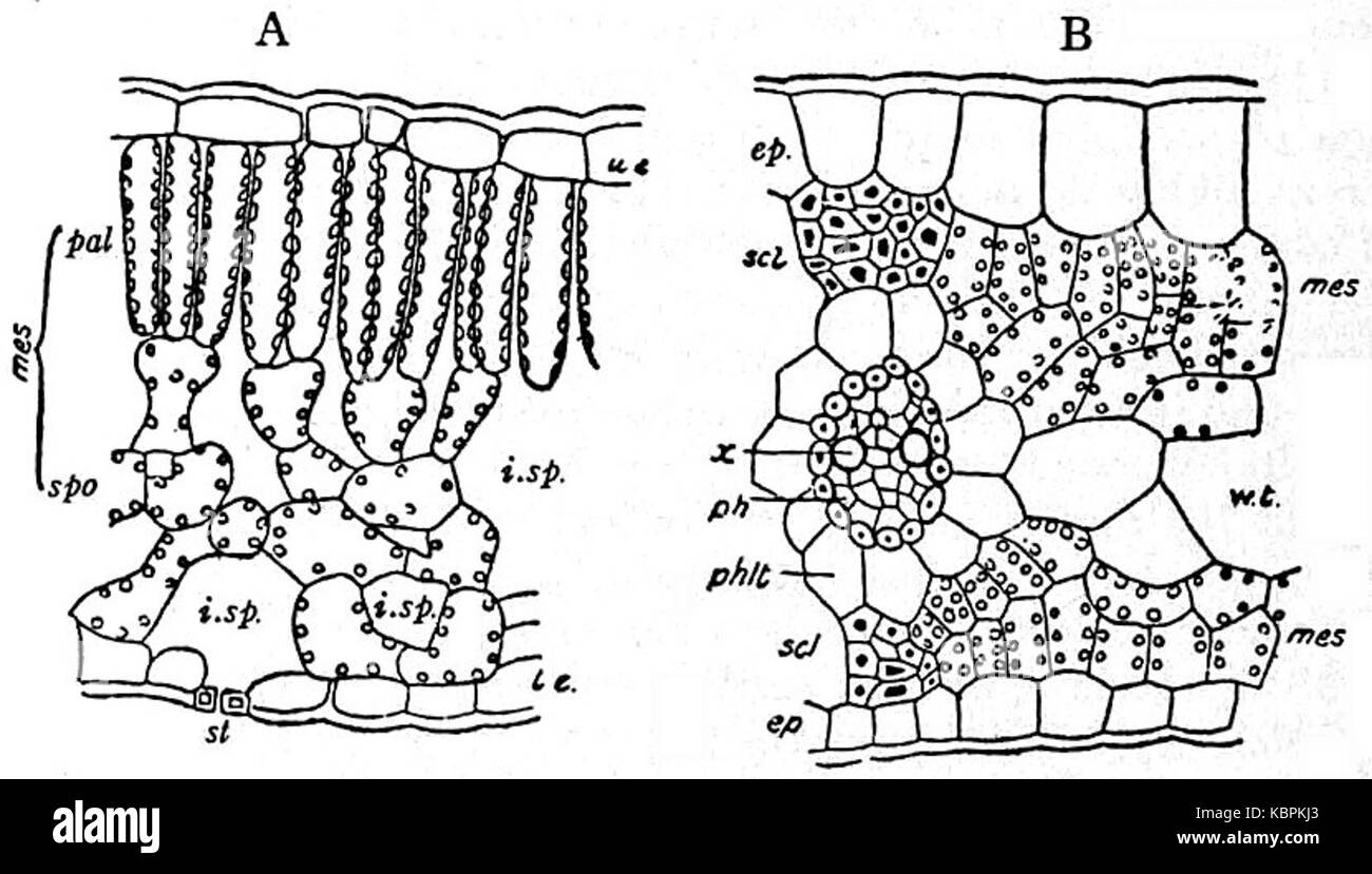 EB1911 Plants transverse sections of leaves Stock Photo - Alamy