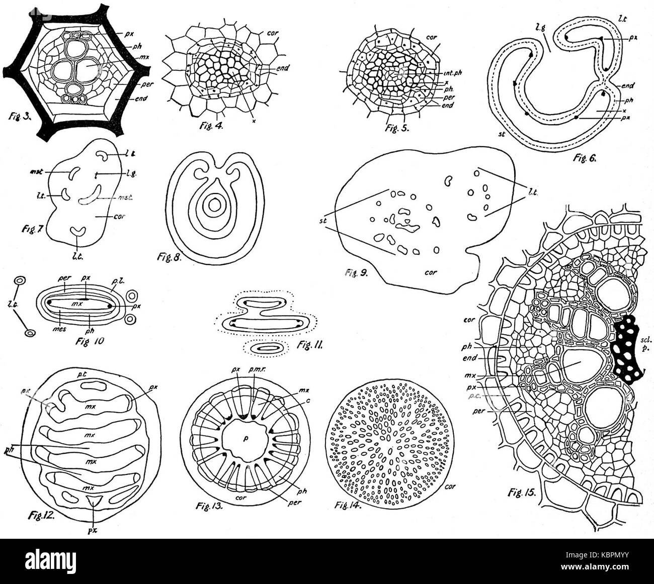 EB1911 Plants types of stele in vascular plants Stock Photo - Alamy