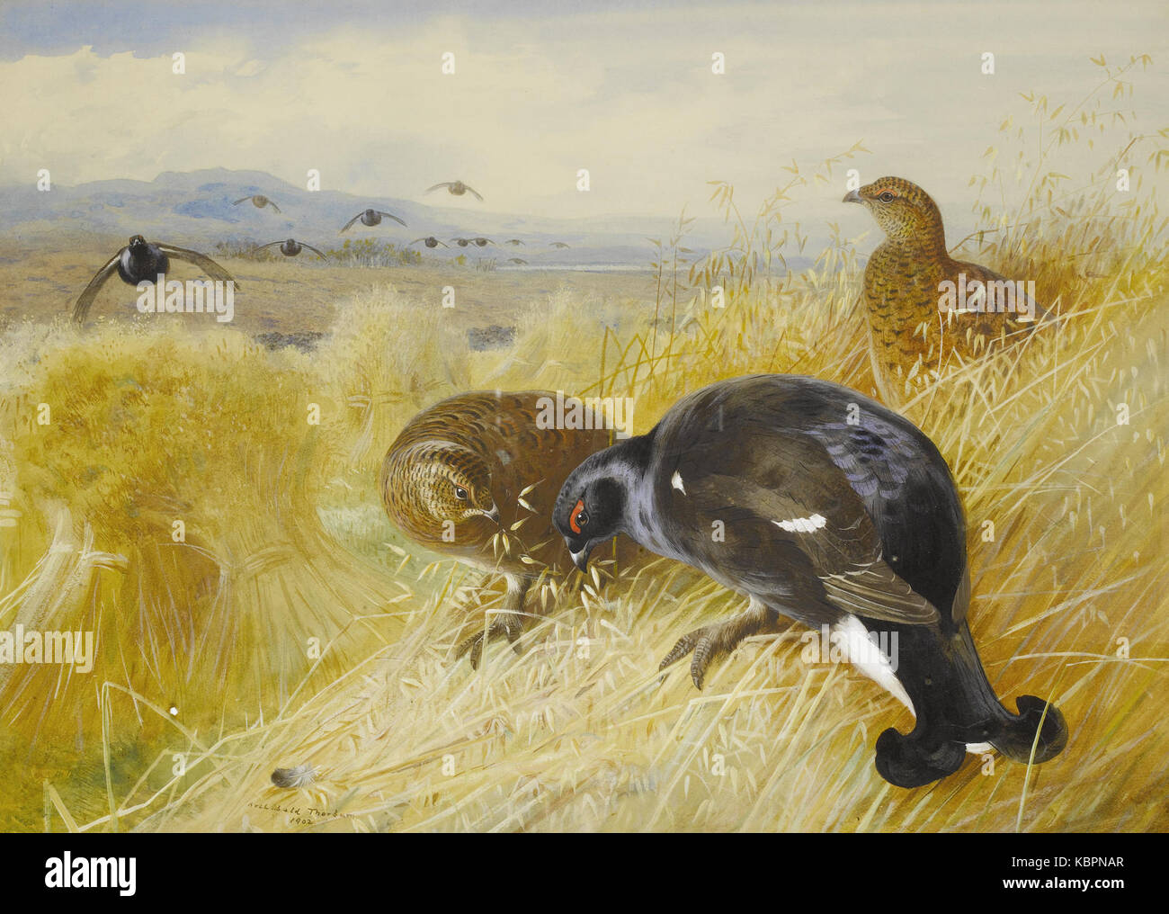 Stooks blackgame hi-res stock photography and images - Alamy