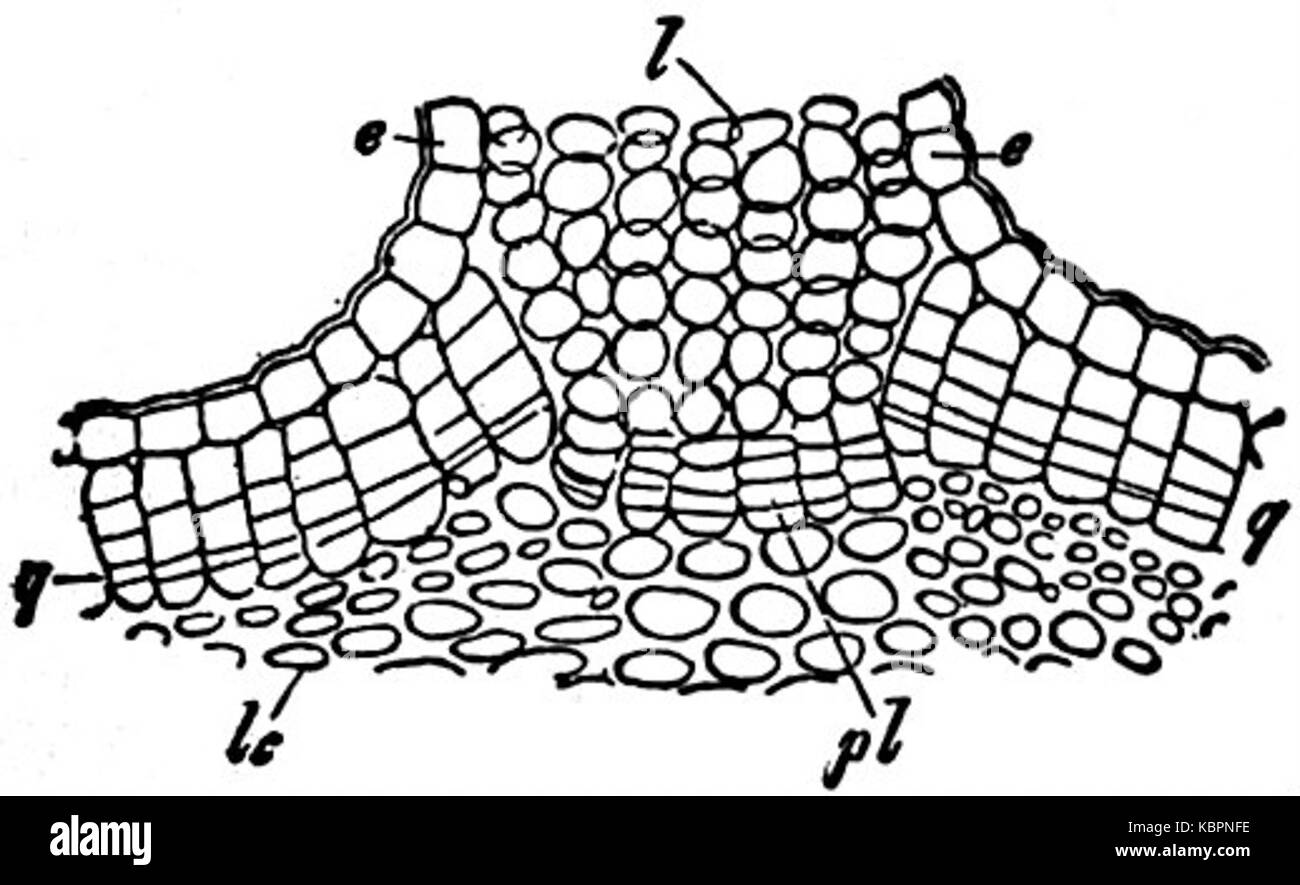 Lenticel Black and White Stock Photos & Images - Alamy