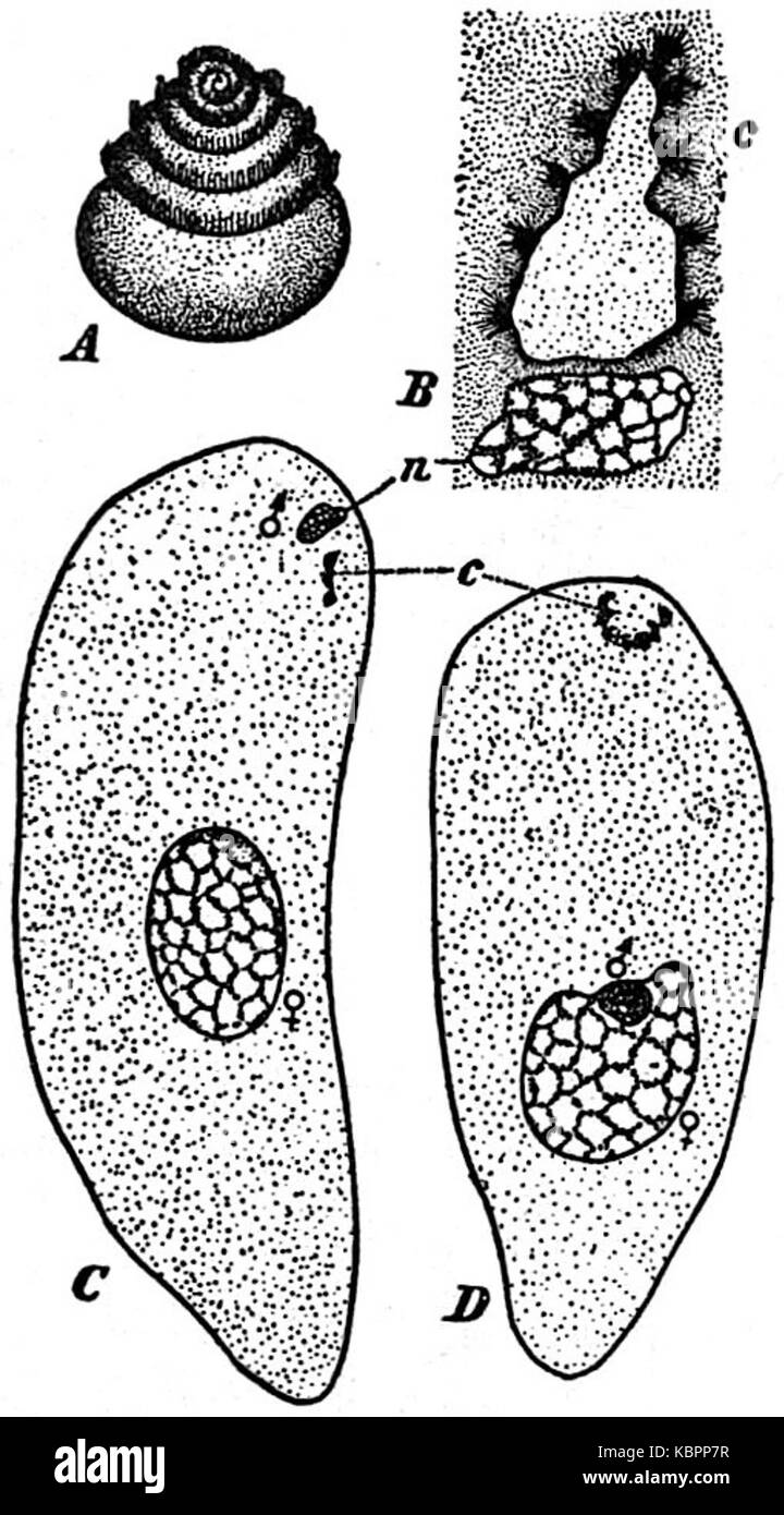 Spermatozoid fertilization Black and White Stock Photos & Images - Alamy