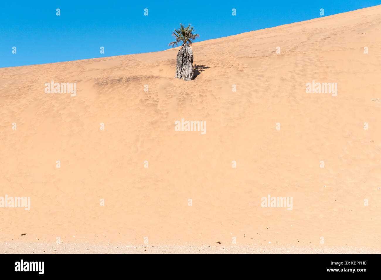 A palm tree engulfed by dune 7 at Walvis Bay in the Namib Desert on the ...