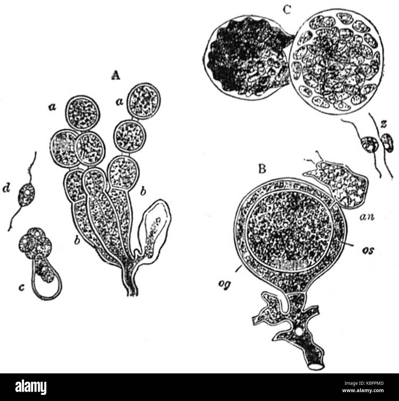 EB1911 Fungi Cystopus candidus Stock Photo - Alamy