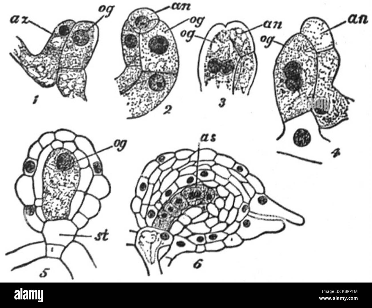 Perithecium hi-res stock photography and images - Alamy