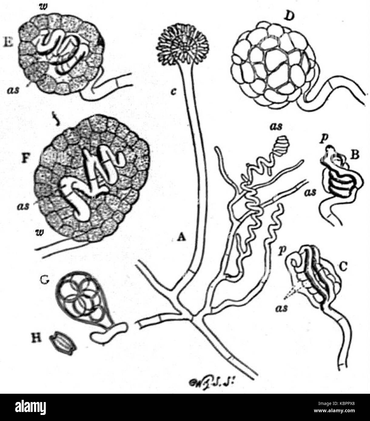 Eurotium hi-res stock photography and images - Alamy