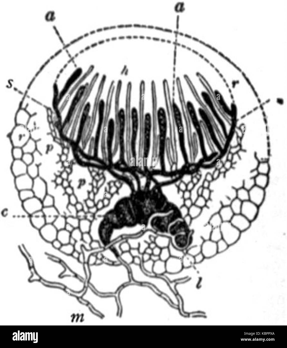 An illustration from the 1911 edition of the Encyclopaedia Britannica ...