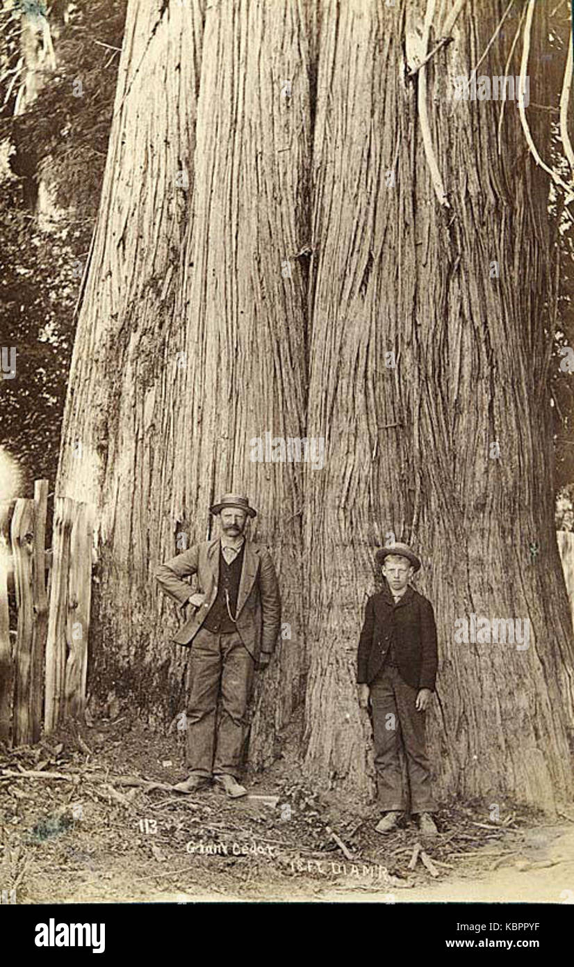 Man and boy standing in front of giant redcedar tree, 18 feet in ...