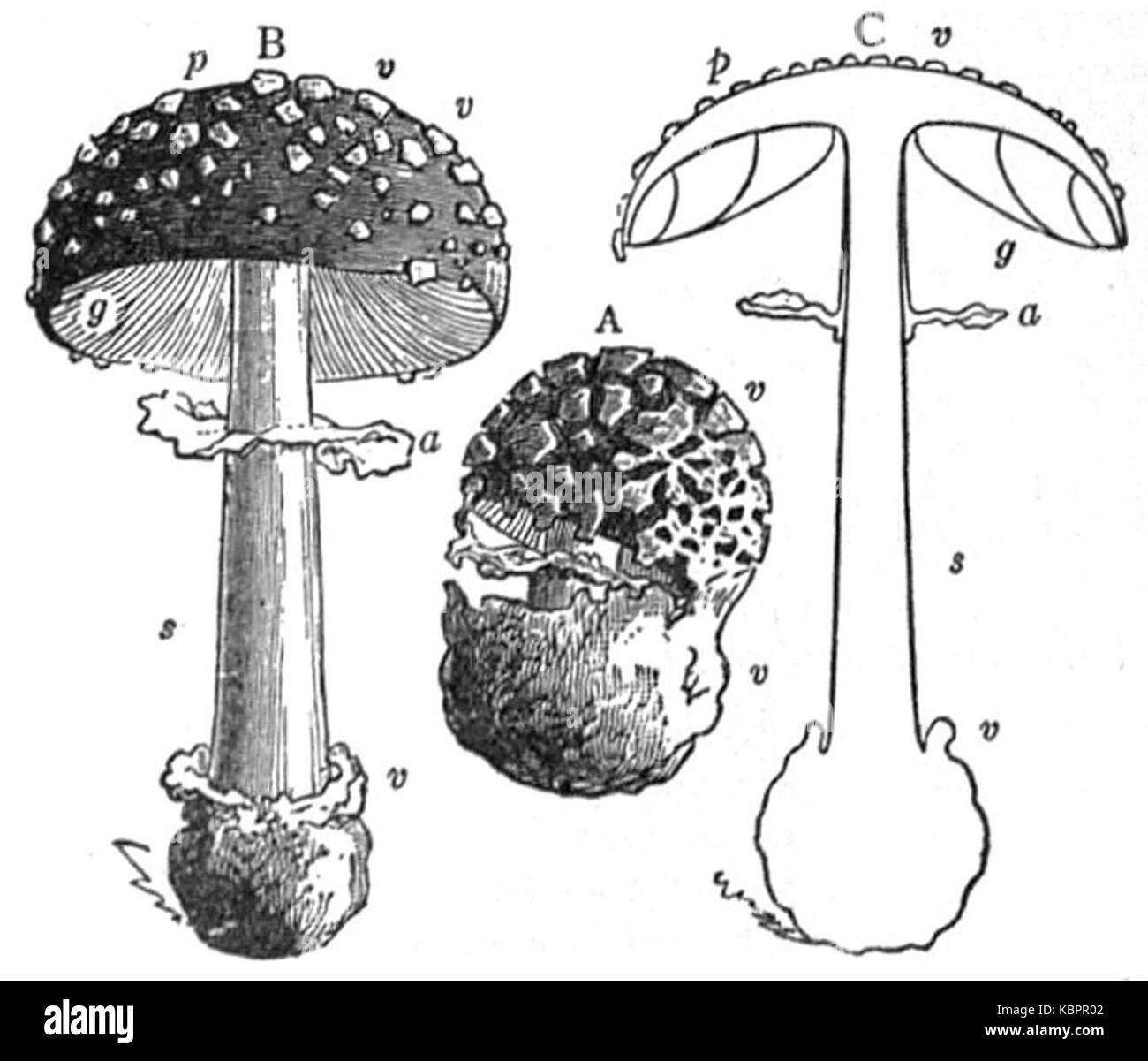 Mycological fungi Black and White Stock Photos & Images - Alamy