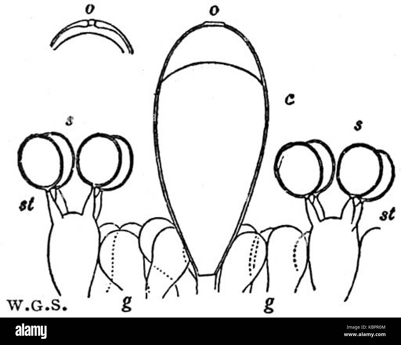 Fungi biodiversity Black and White Stock Photos & Images - Alamy