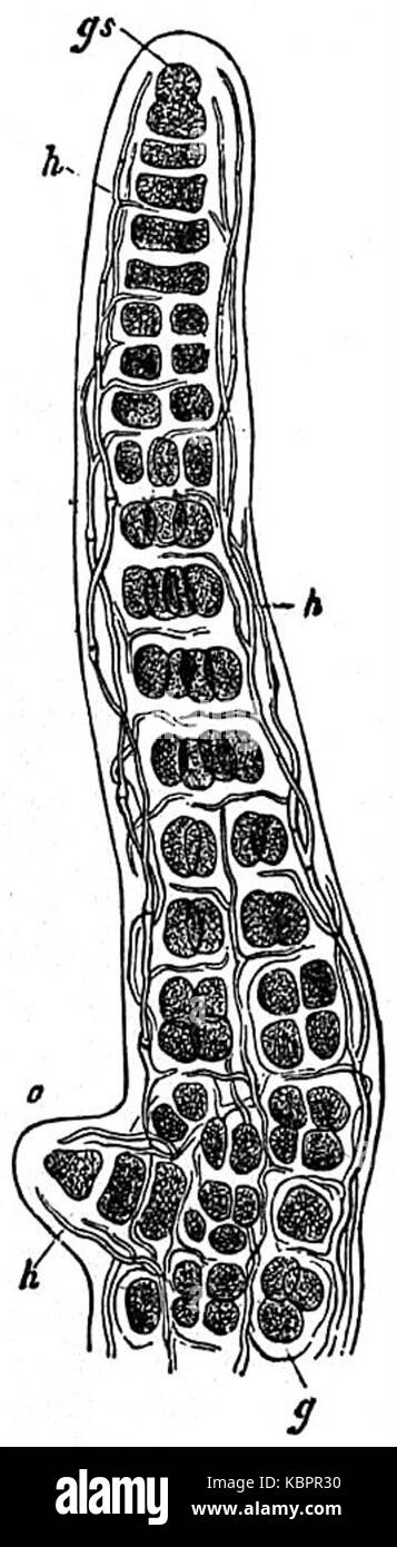 Ephebe hi-res stock photography and images - Alamy