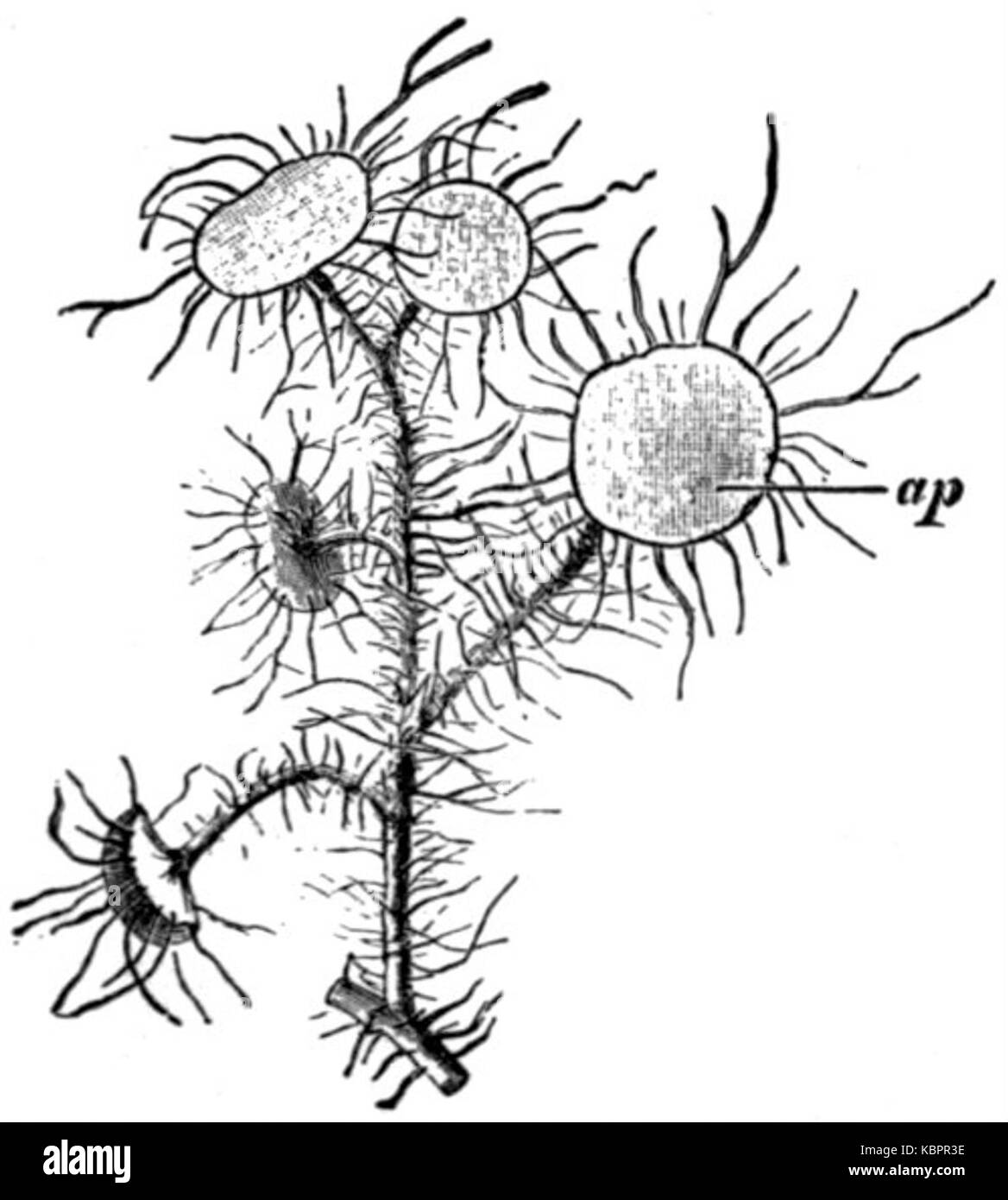 Usnea Barbata High Resolution Stock Photography and Images - Alamy