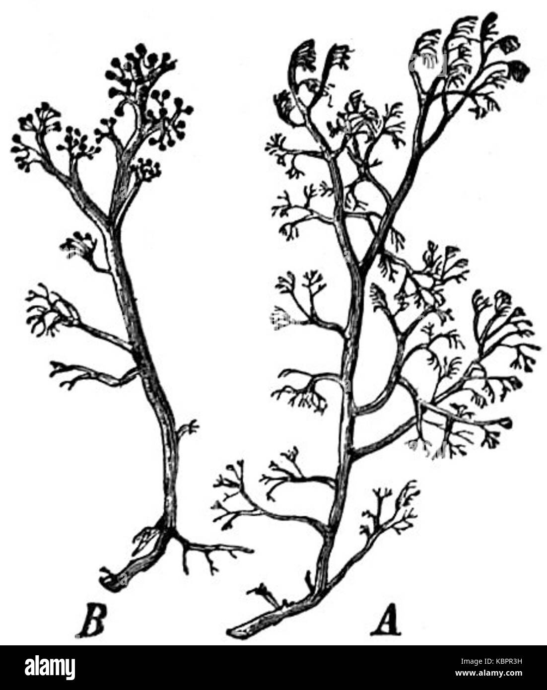 Lichen biodiversity Cut Out Stock Images & Pictures - Alamy